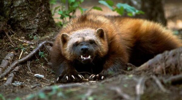 Glutão: Curiosidades e Fatos Interessantes Sobre o Animal | Mundo Ecologia