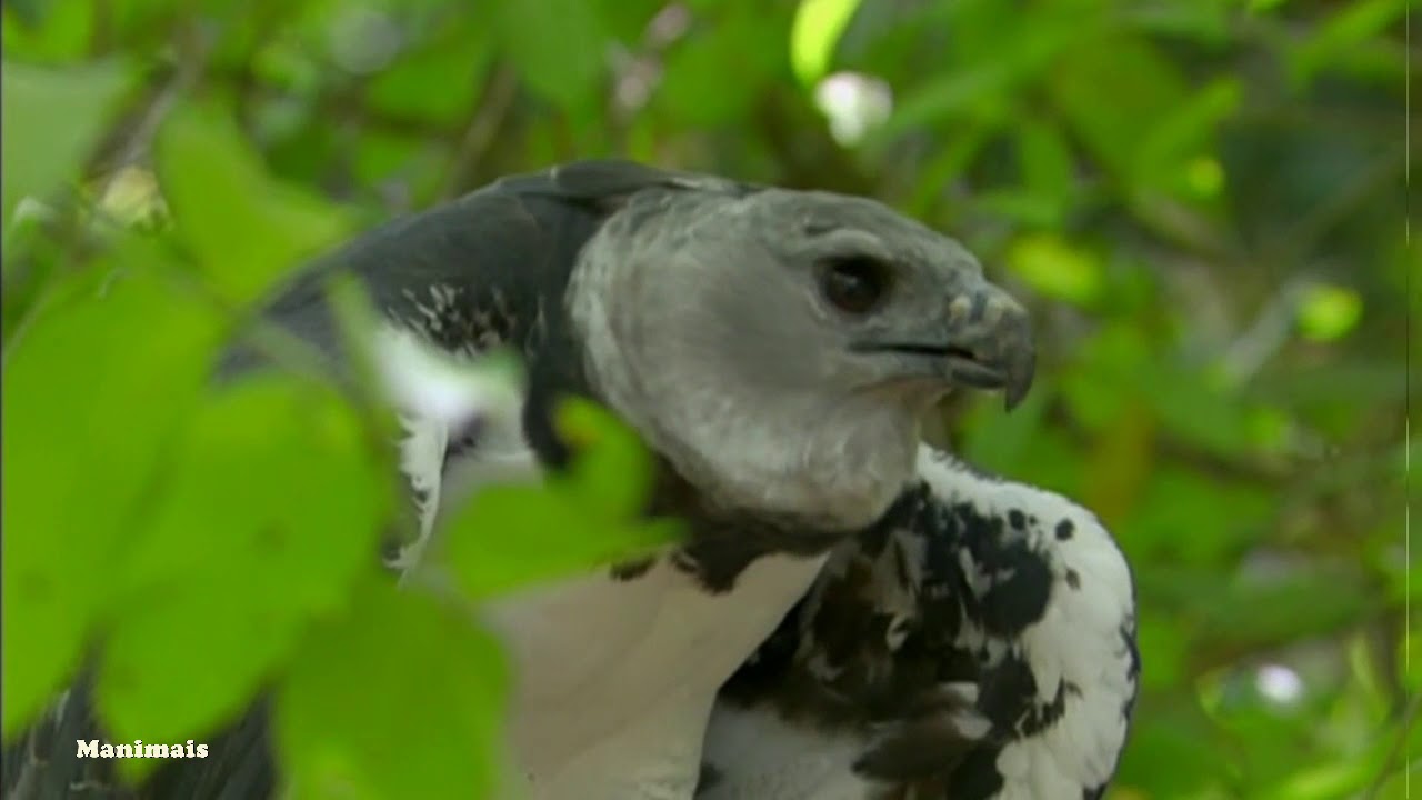 Harpia: Reino, Filo, Classe, Ordem, Família e Gênero | Mundo Ecologia