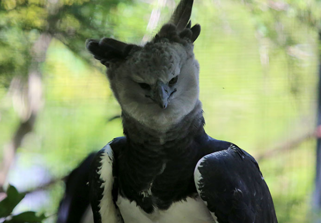 Harpia – Curiosidades e Fatos Interessantes Sobre o Animal – Mundo Ecologia