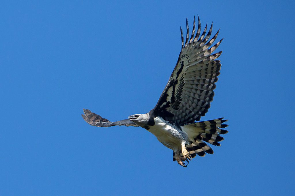 Comportamento da Harpia, Hábitos e Modo de Vida do Animal | Mundo Ecologia