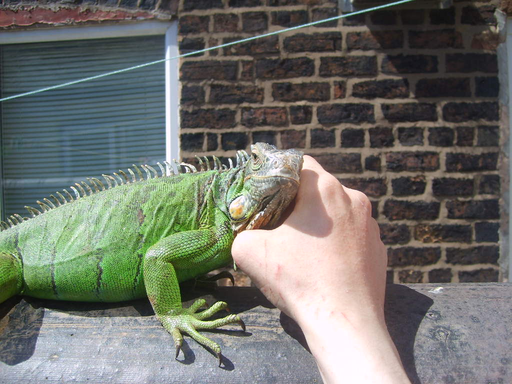 Como Ter Uma Iguana Legalmente No Brasil? Como Legalizar? | Mundo Ecologia