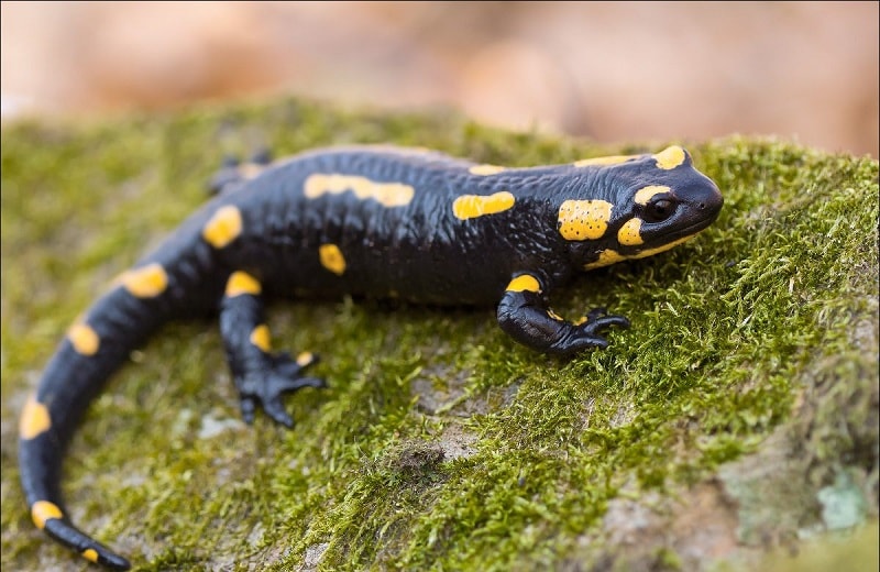 Habitat da Salamandra: Onde Elas Vivem? – Mundo Ecologia