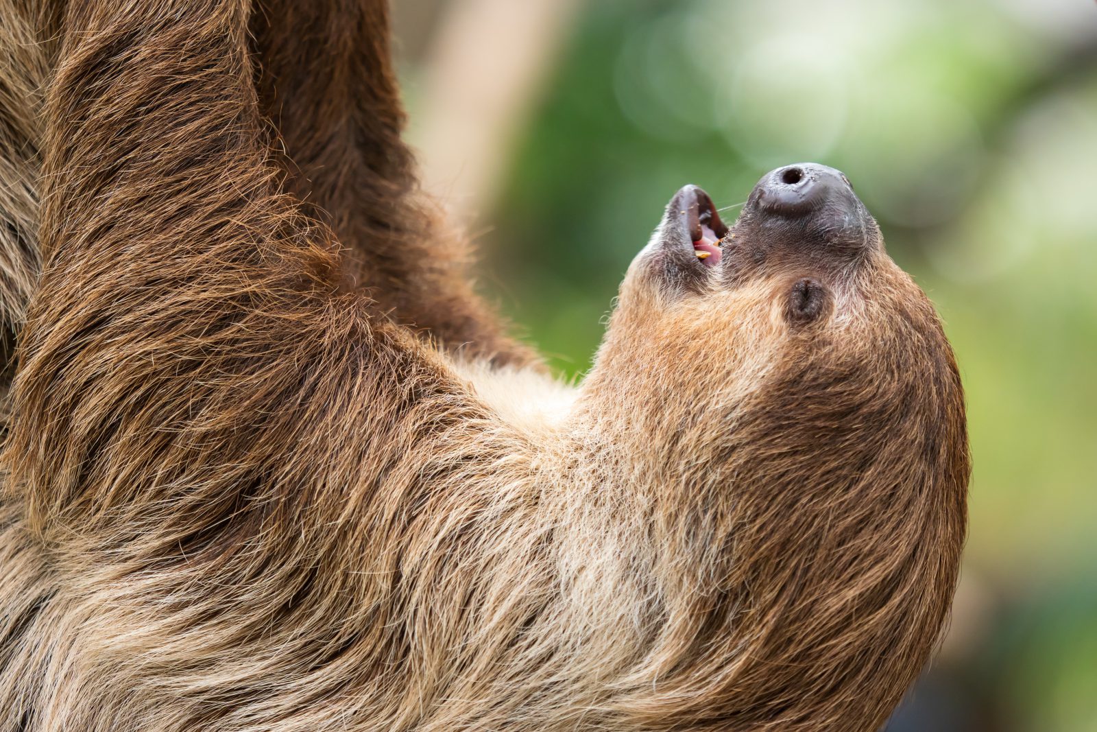 Como o Bicho-Preguiça se Relaciona com o Ser Humano? | Mundo Ecologia