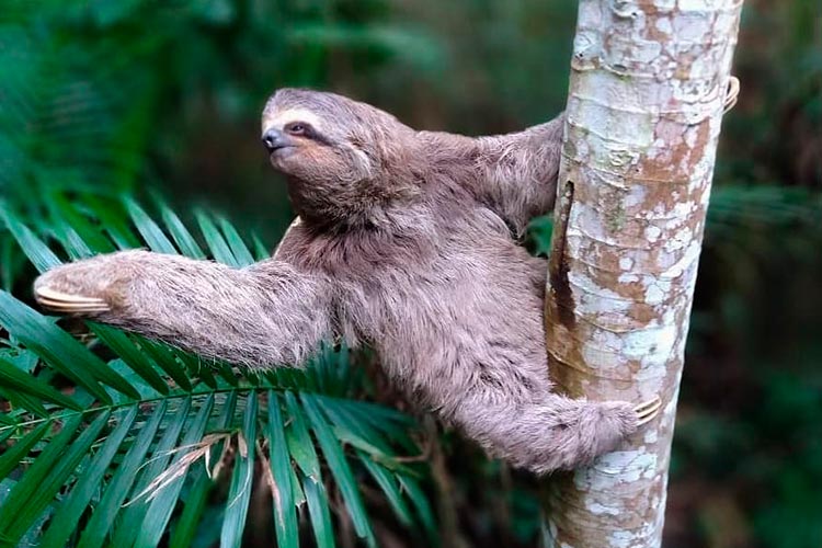 Como o Bicho-Preguiça se Relaciona com o Ser Humano? | Mundo Ecologia