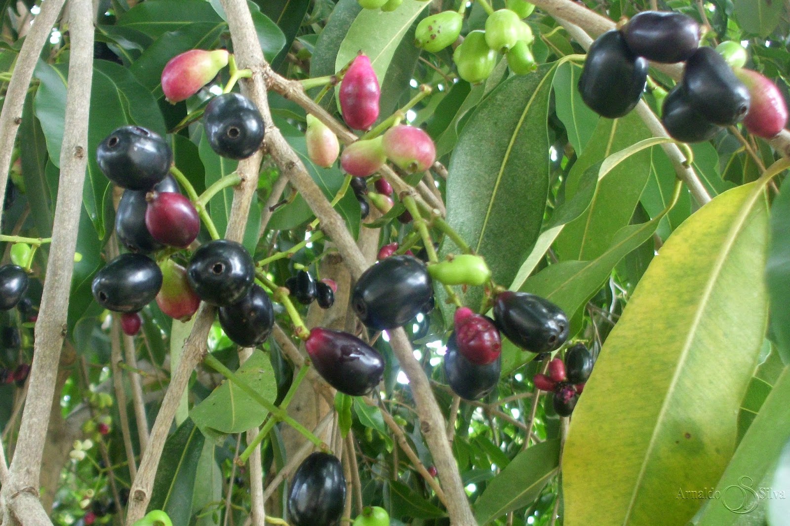 Para que Serve Jambolão em Cápsulas? | Mundo Ecologia