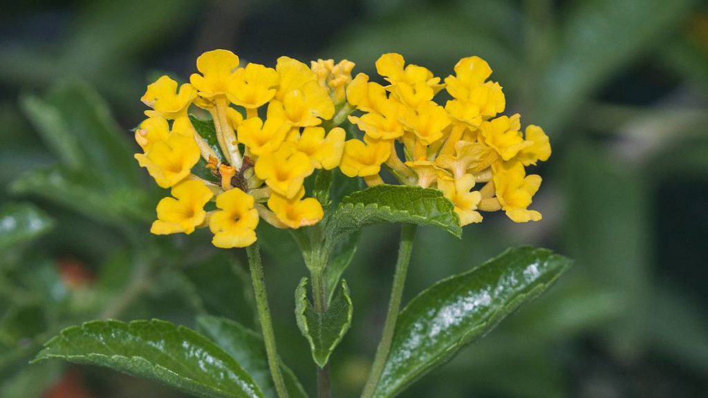 Como Cuidar da Flor Lantana, Fazer Mudas e Podar – Mundo Ecologia