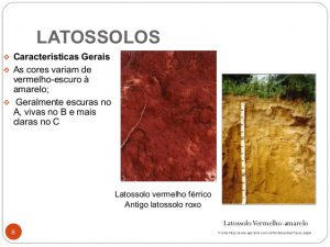 Qual a Diferença entre Latossolos e Argissolos? – Mundo Ecologia