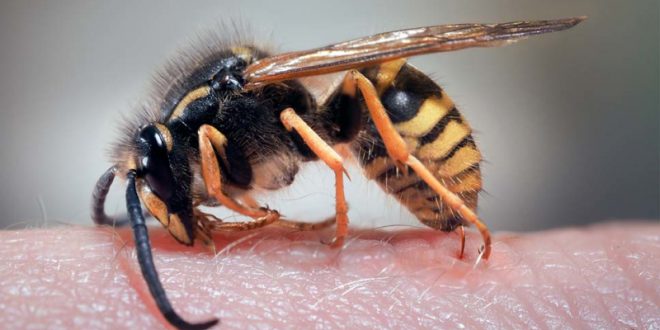 Marimbondo Amarelo: Características, Nome Científico e Fotos | Mundo ...