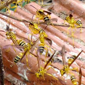 Marimbondo Carniceiro: Caracteristicas, Nome Cientifico e Fotos | Mundo ...