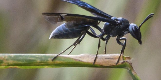 Marimbondo-Tatu: Características, Nome Científico e Fotos | Mundo Ecologia