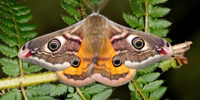 Tudo Sobre A Mariposa: Características, Nome Científico E Fotos | Mundo ...