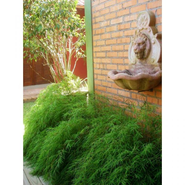 Mini Bambu Forração: Características, Como Cultivar e Fotos | Mundo ...