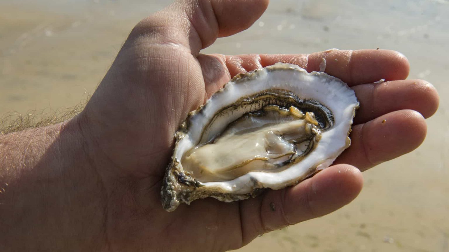 Tudo Sobre Os Bivalves: Características, Nome Científico E Fotos ...