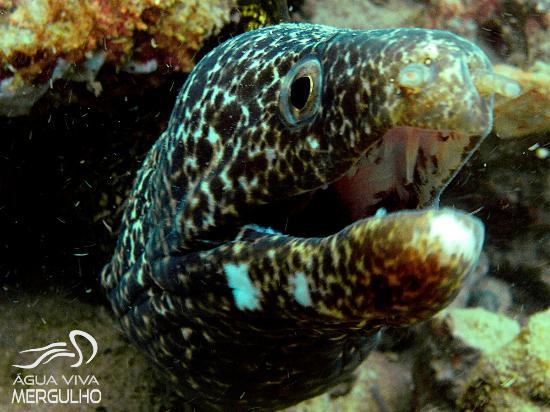 Moreia-Pintada: Caracteristicas, Nome Cientifico e Fotos – Mundo Ecologia