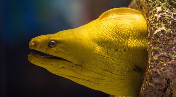 Moreia-Verde: Características, Nome Cientifico e Fotos | Mundo Ecologia