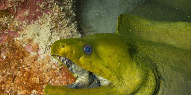 Moreia: Reino, Filo, Classe, Ordem, Família e Gênero | Mundo Ecologia