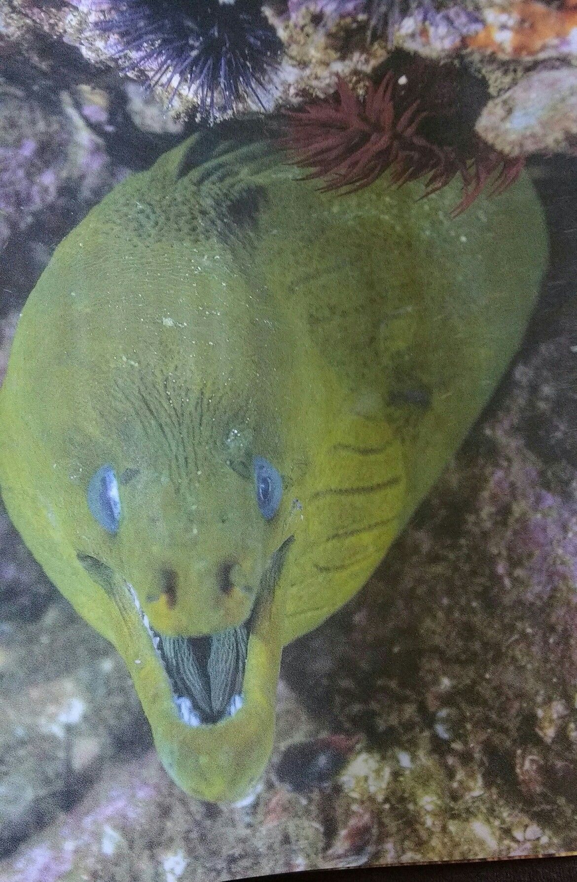 Moreia-Verde: Características, Nome Cientifico e Fotos | Mundo Ecologia