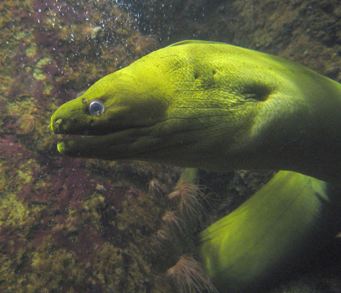 Moreia-Verde: Características, Nome Cientifico e Fotos | Mundo Ecologia