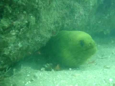 Moreia-Verde: Características, Nome Cientifico e Fotos | Mundo Ecologia