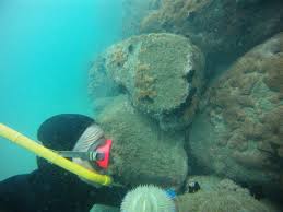 Moreia-Verde: Características, Nome Cientifico e Fotos | Mundo Ecologia