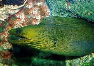 Moreia-Verde: Características, Nome Cientifico e Fotos | Mundo Ecologia