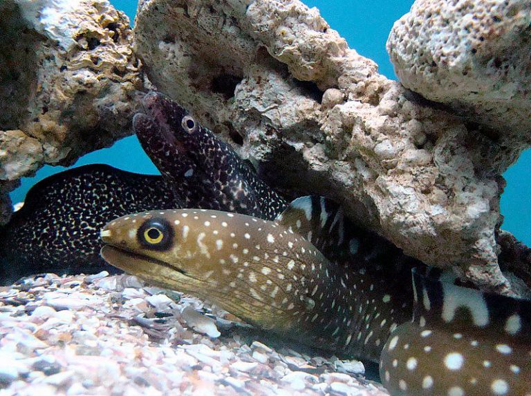 Ciclo de Vida da Moreia: Quantos Anos Elas Vivem? – Mundo Ecologia