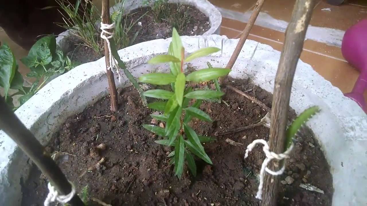 Quanto Tempo Um Pé De Romã Leva Para Dar Frutos? | Mundo Ecologia