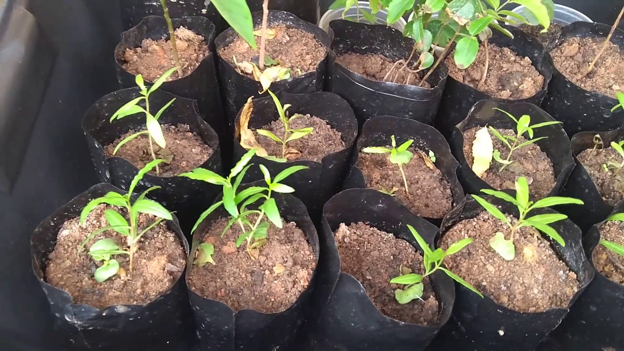 Quanto Tempo Um Pé De Romã Leva Para Dar Frutos? | Mundo Ecologia