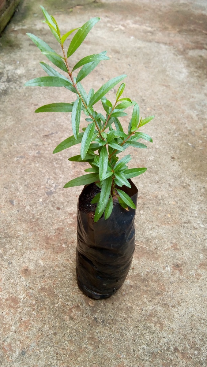 Quanto Tempo Um Pé De Romã Leva Para Dar Frutos? | Mundo Ecologia