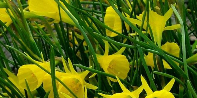 Flor Narciso Curiosidades e Fatos Interessantes Sobre a Planta | Mundo ...