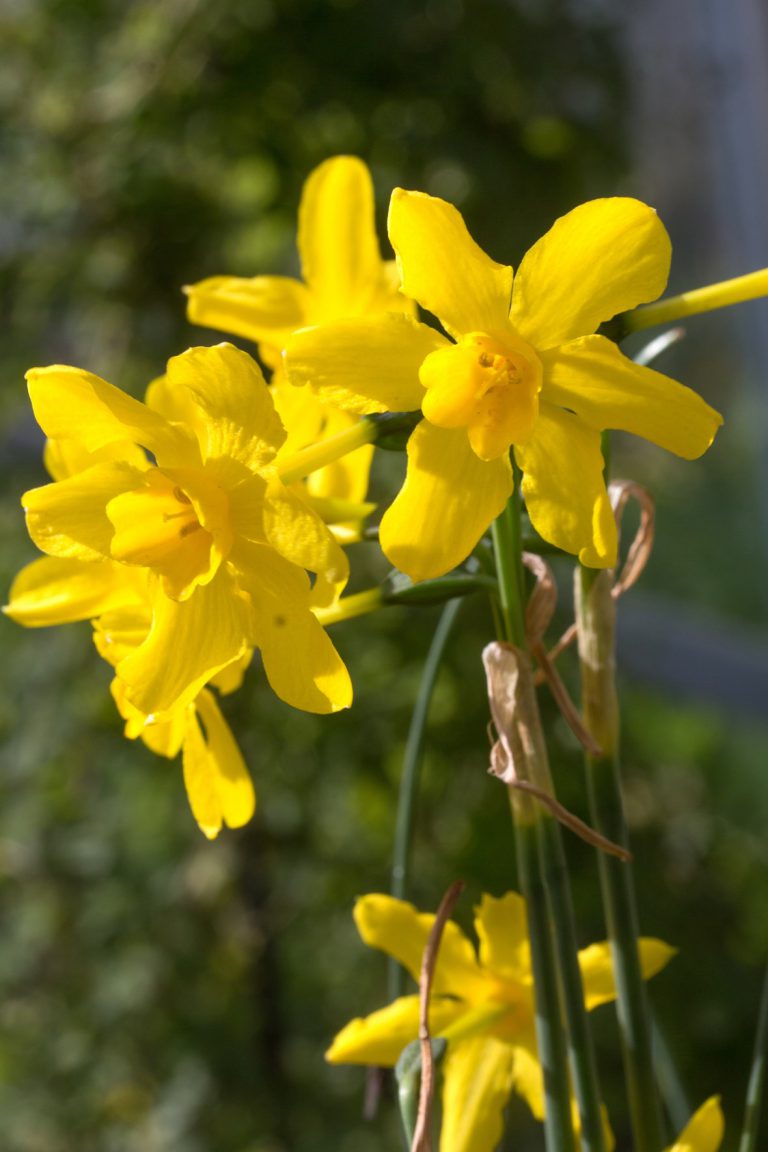 Flor Narciso Curiosidades e Fatos Interessantes Sobre a Planta – Mundo ...