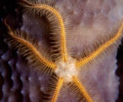 Ofiúros Cuidados: Qual o PH e Temperatura Ideais? Como Cuidar? | Mundo ...