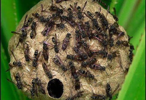 O Que Significa Marimbondo Dentro do Quarto? | Mundo Ecologia