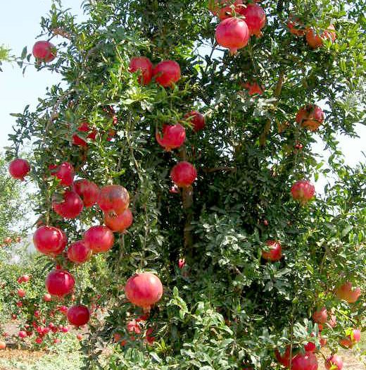 Quanto Tempo Um Pé De Romã Leva Para Dar Frutos? | Mundo Ecologia