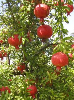 Quanto Tempo Um Pé De Romã Leva Para Dar Frutos? | Mundo Ecologia