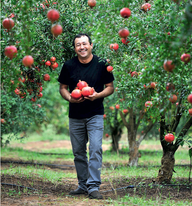 Quanto Tempo Um Pé De Romã Leva Para Dar Frutos? | Mundo Ecologia