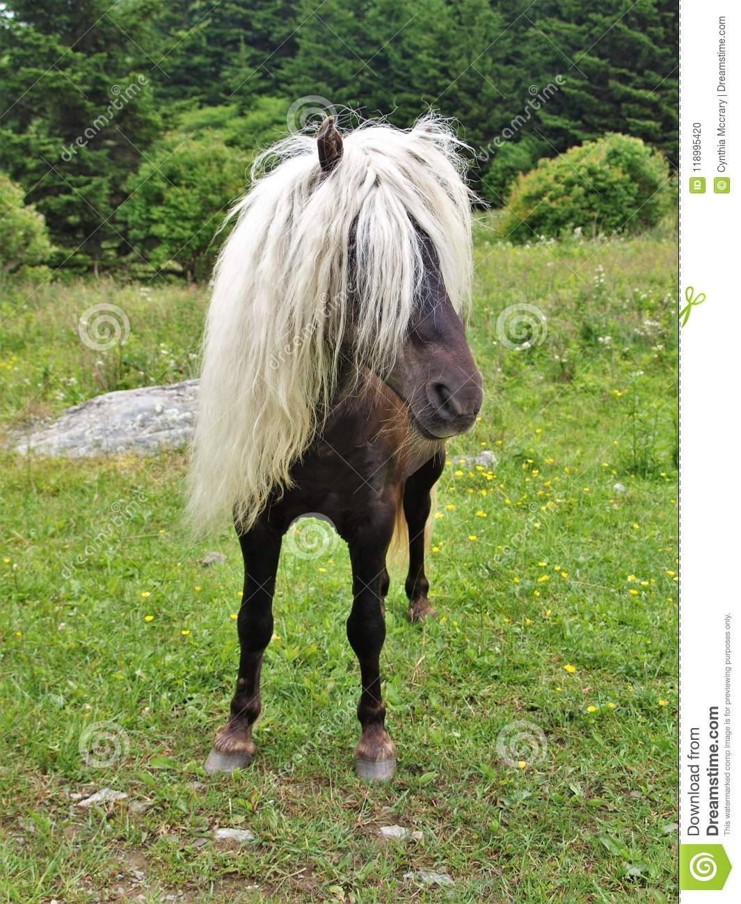 Raça de Pônei Highland: Características, Fotos, História e Origem ...