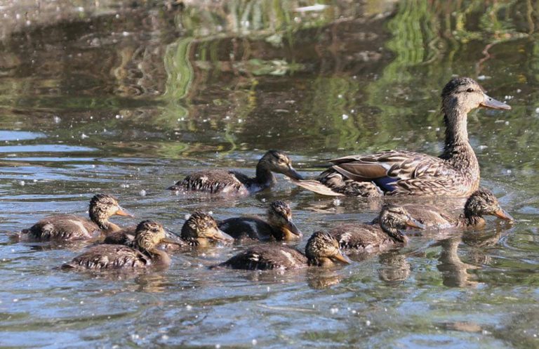 Comportamento do Pato, Hábitos e Modo de Vida do Animal | Mundo Ecologia
