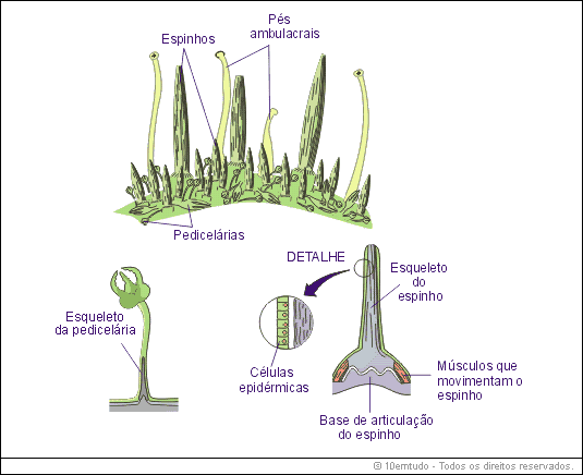O Que São Pedicelárias e Qual Sua Função nos Equinodermos | Mundo Ecologia