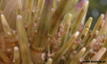 O Que São Pedicelárias e Qual Sua Função nos Equinodermos | Mundo Ecologia