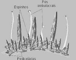 O Que São Pedicelárias e Qual Sua Função nos Equinodermos | Mundo Ecologia