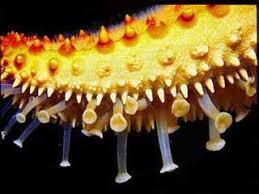 O Que São Pedicelárias e Qual Sua Função nos Equinodermos | Mundo Ecologia