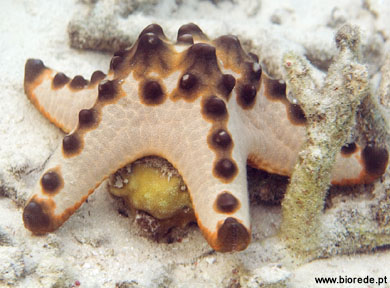 O Que São Pedicelárias e Qual Sua Função nos Equinodermos | Mundo Ecologia