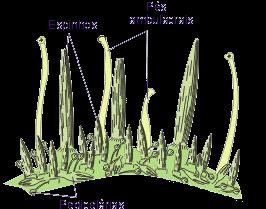 O Que São Pedicelárias e Qual Sua Função nos Equinodermos | Mundo Ecologia