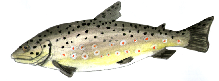 Peixe Pintado: Reino, Filo, Classe, Ordem, Família e Gênero – Mundo ...