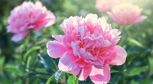 Como Cuidar da Flor Peonia, Fazer Mudas e Podar | Mundo Ecologia