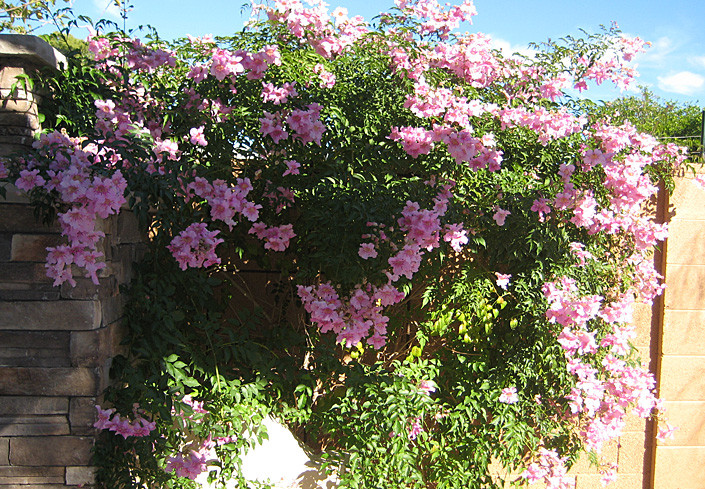 Como Cultivar a Planta Sete Léguas Em Vaso? | Mundo Ecologia