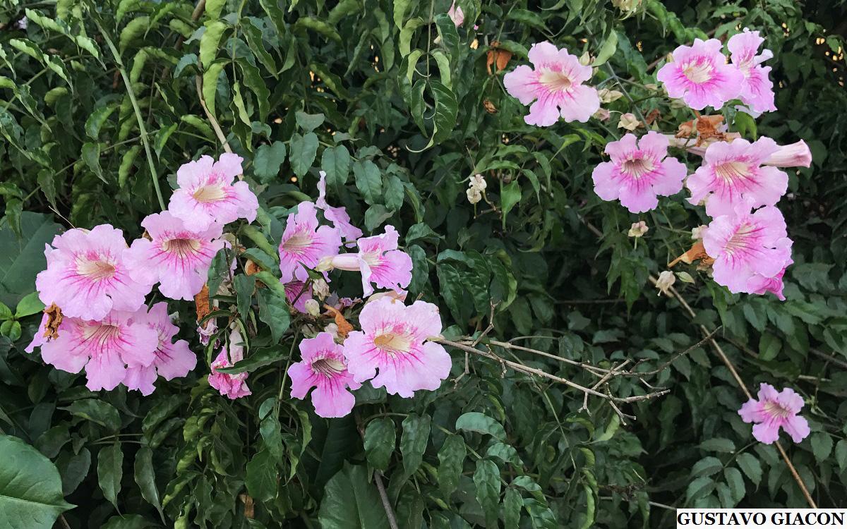 Como Cultivar a Planta Sete Léguas Em Vaso? | Mundo Ecologia