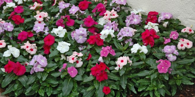 Cores da Planta Vinca: Azul, Amarela, Roxa, Branca e Vermelha | Mundo ...