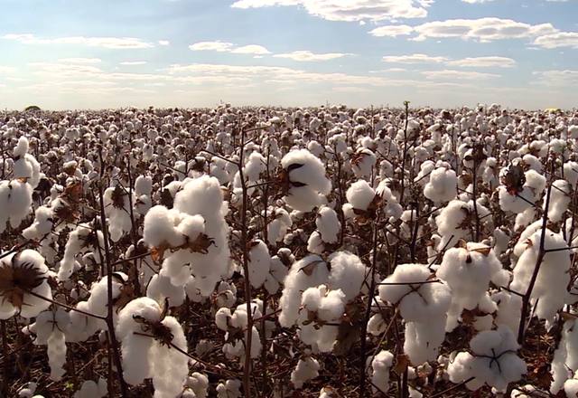 O Que é Pluma de Algodão? Para Que Serve? – Mundo Ecologia